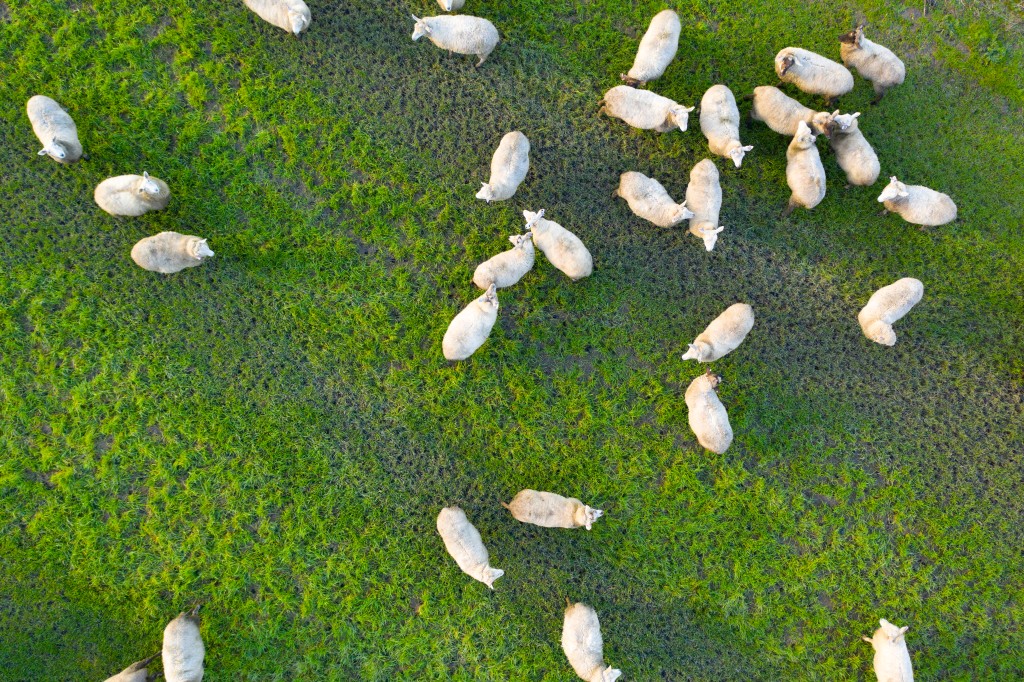 Navigating Successful Engagement with Māori Businesses - Nexia NZ